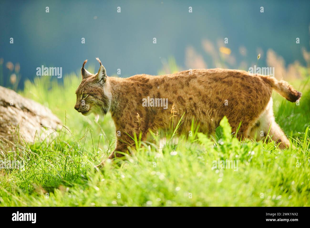 Eurasian lynx (Lynx lynx) walking through the grass, Wildpark Aurach ...