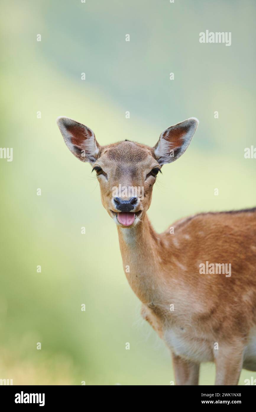 European fallow deer (Dama dama) doe, portrait, Kitzbuehel, Wildpark ...