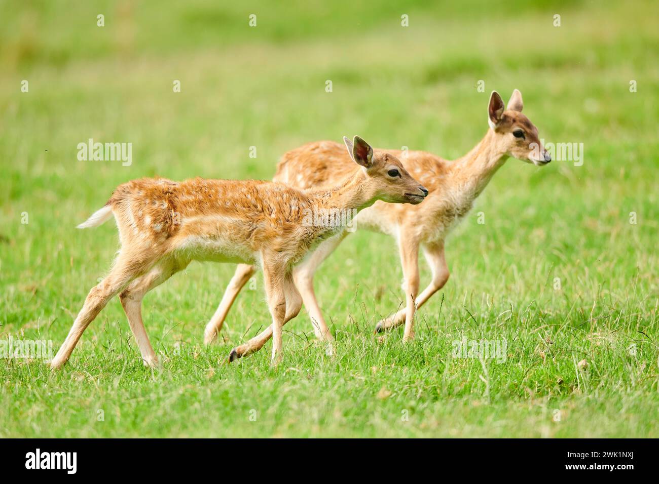 European fallow deer (Dama dama) fawns walking on a meadow, Kitzbuehel ...