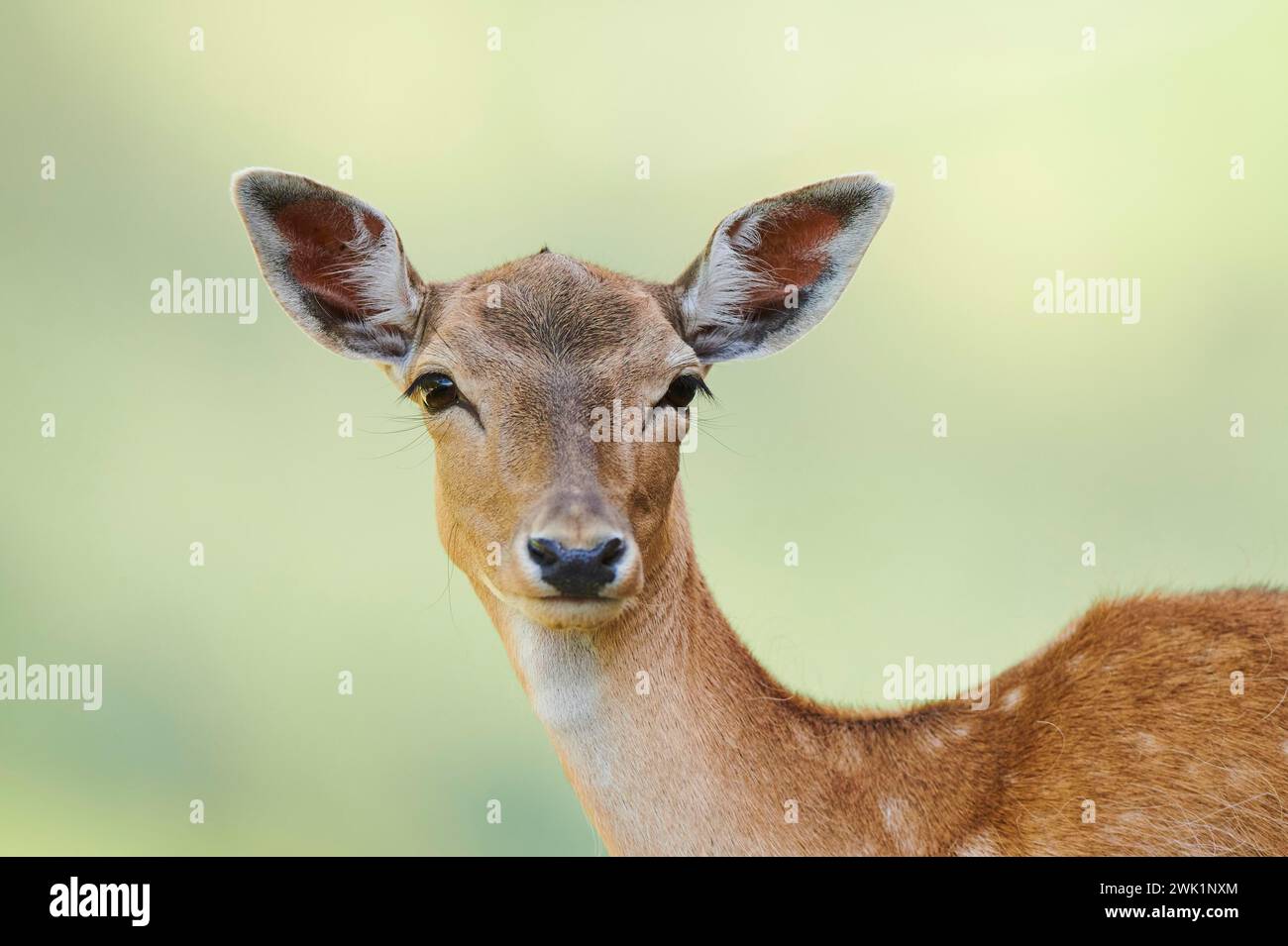 European fallow deer (Dama dama) doe, portrait, Kitzbuehel, Wildpark ...