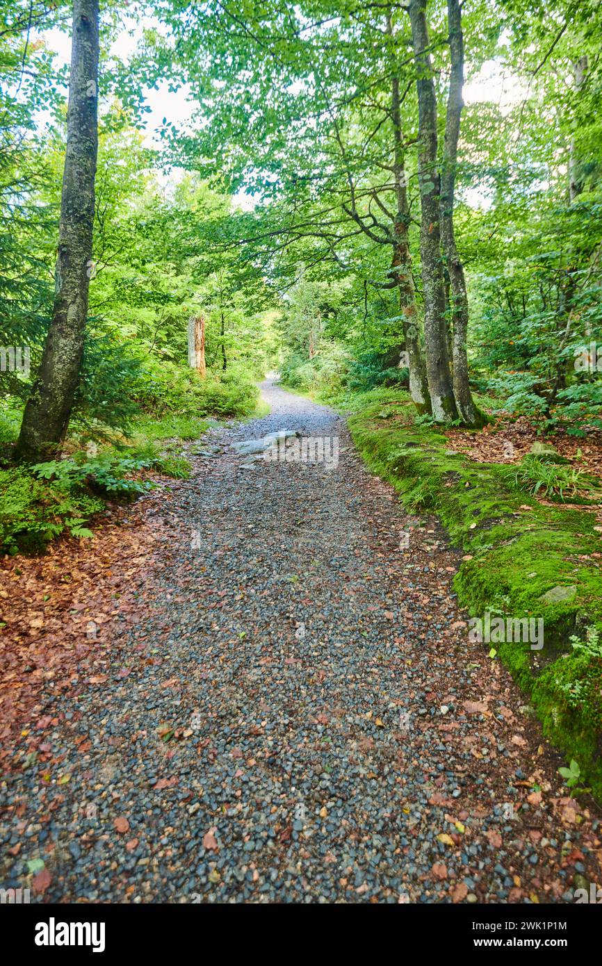 Hiking trail to Mount Lusen in late summer, Bavarian Forest, Bavaria ...