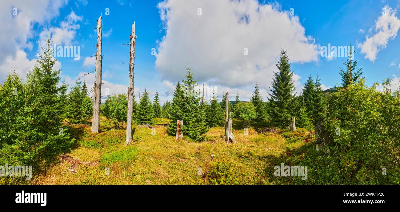 Vegetation with Norway spruce (Picea abies) and colored European ...