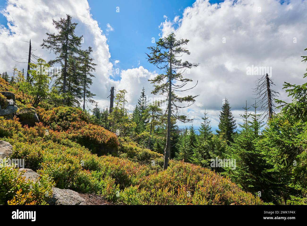 Vegetation with Norway spruce (Picea abies) and colored European ...