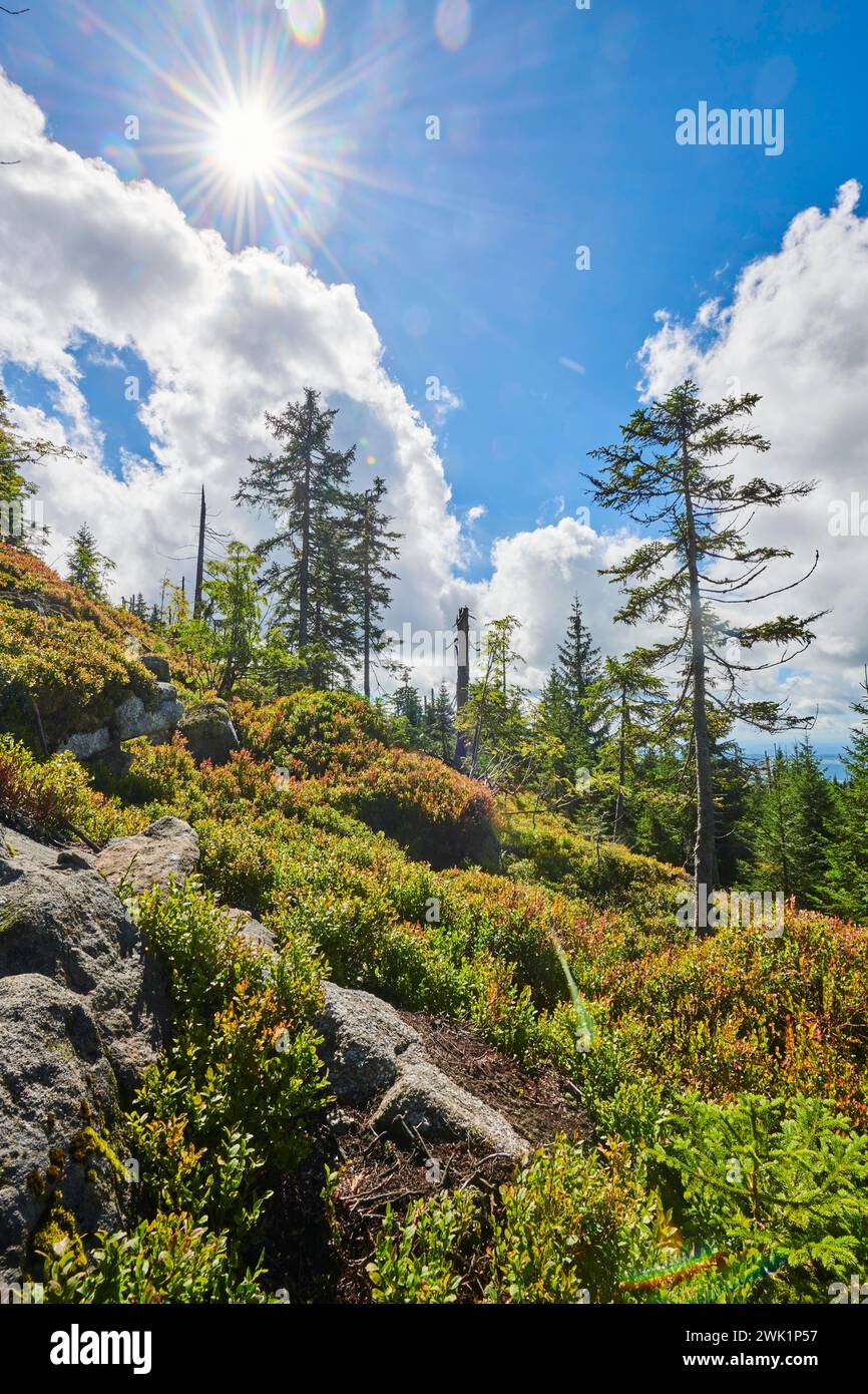 Vegetation with Norway spruce (Picea abies) and colored European ...