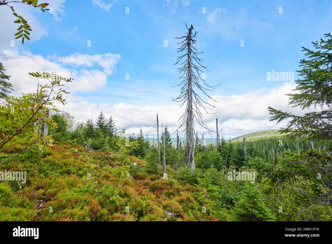 Vegetation with Norway spruce (Picea abies) and colored European ...