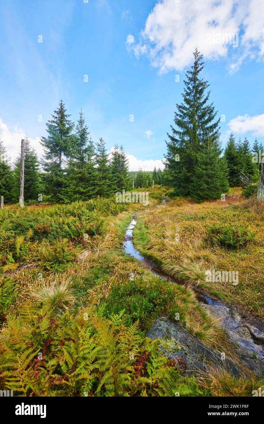 Vegetation with Norway spruce (Picea abies), colored European blueberry ...