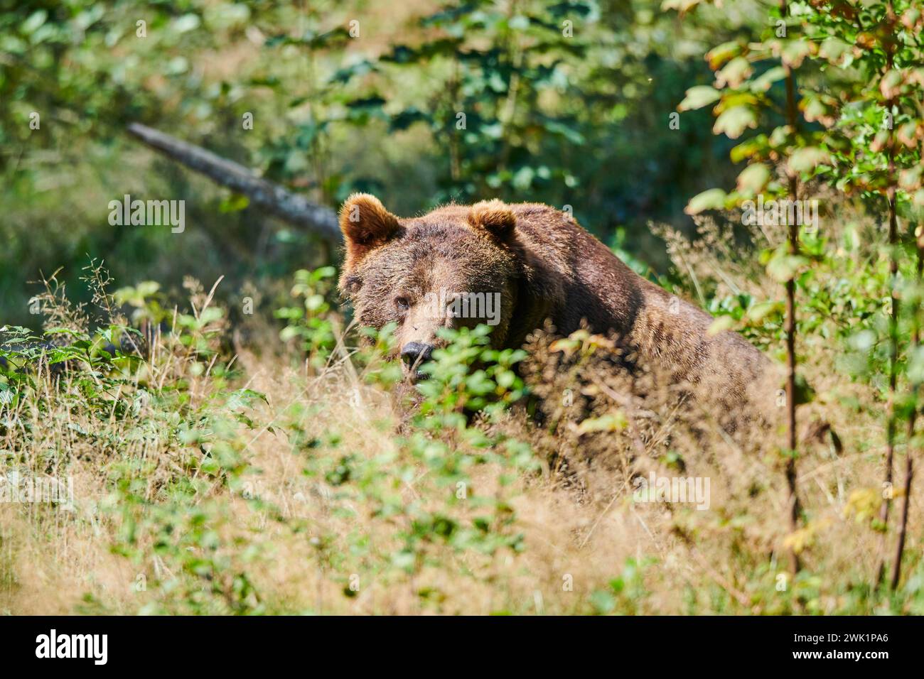 Eurasian Brown Bear (Ursus arctos arctos), looking through bushes ...