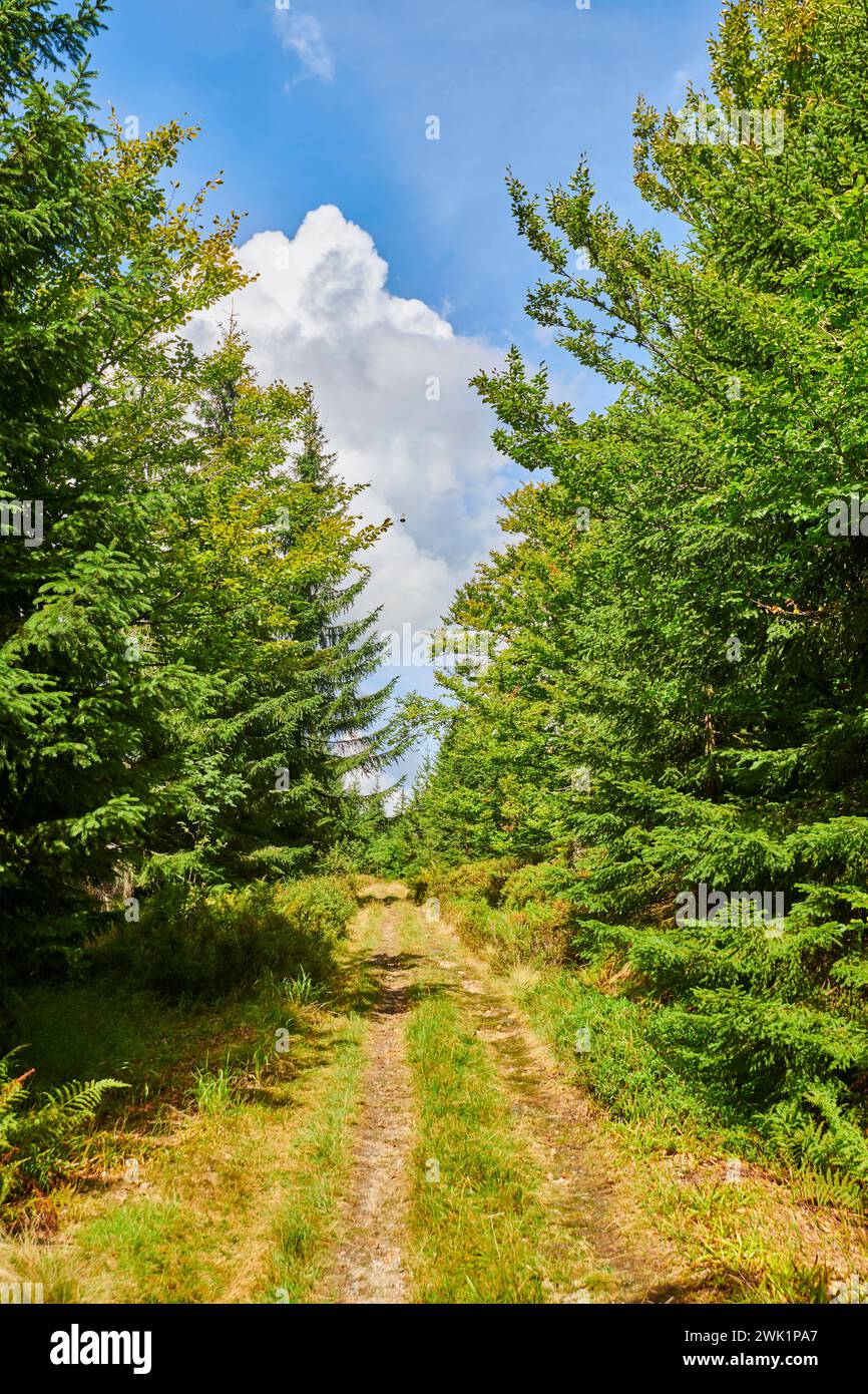 Hiking trail to Mount Lusen in late summer, Bavarian Forest, Bavaria ...