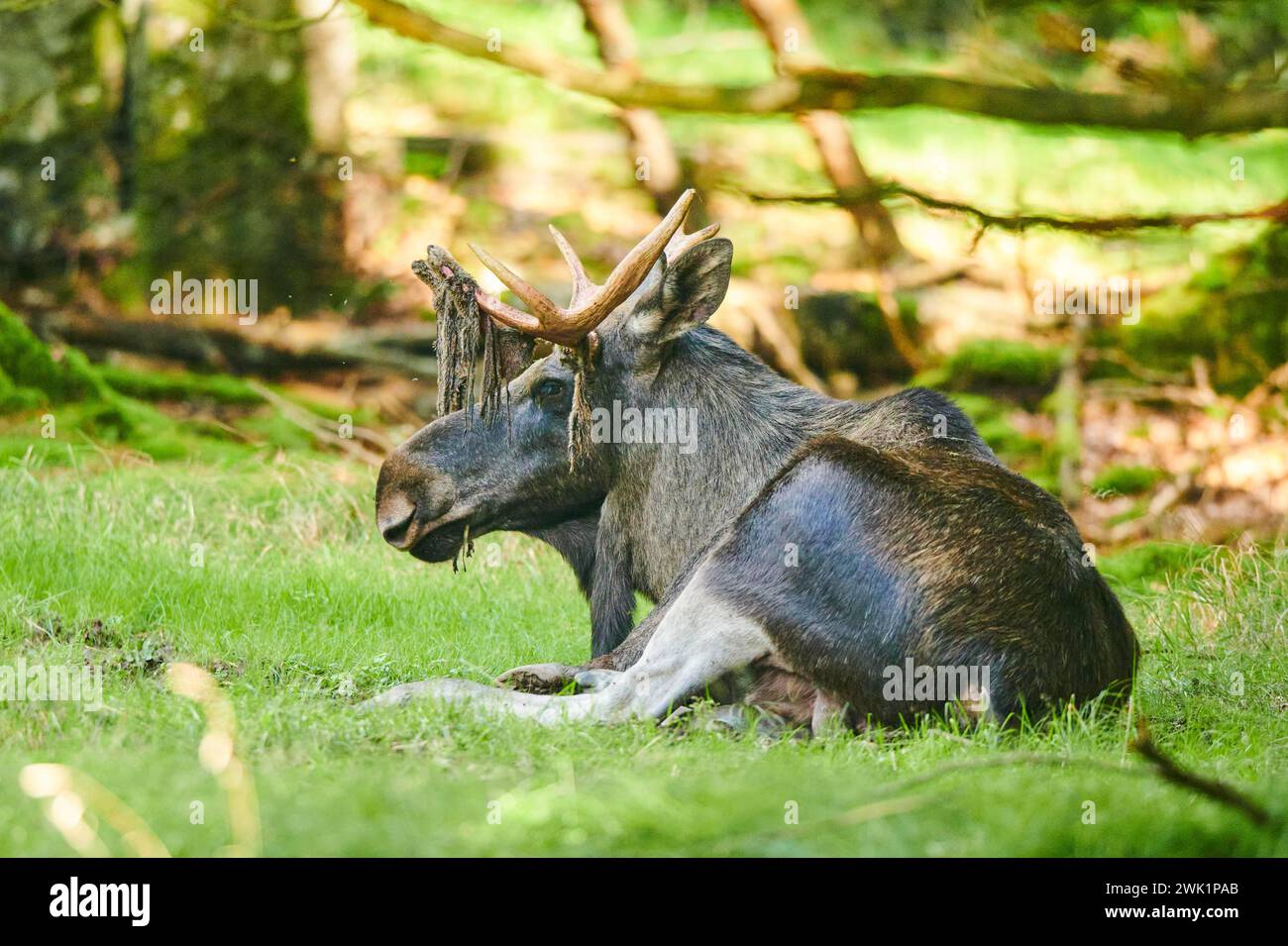 European elk (Alces alces) lying on a meadow, National Park Bavarian ...