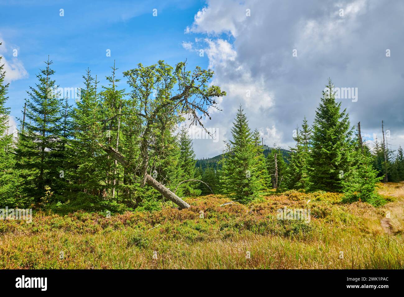 Vegetation with Norway spruce (Picea abies), an old rowan (Sorbus ...