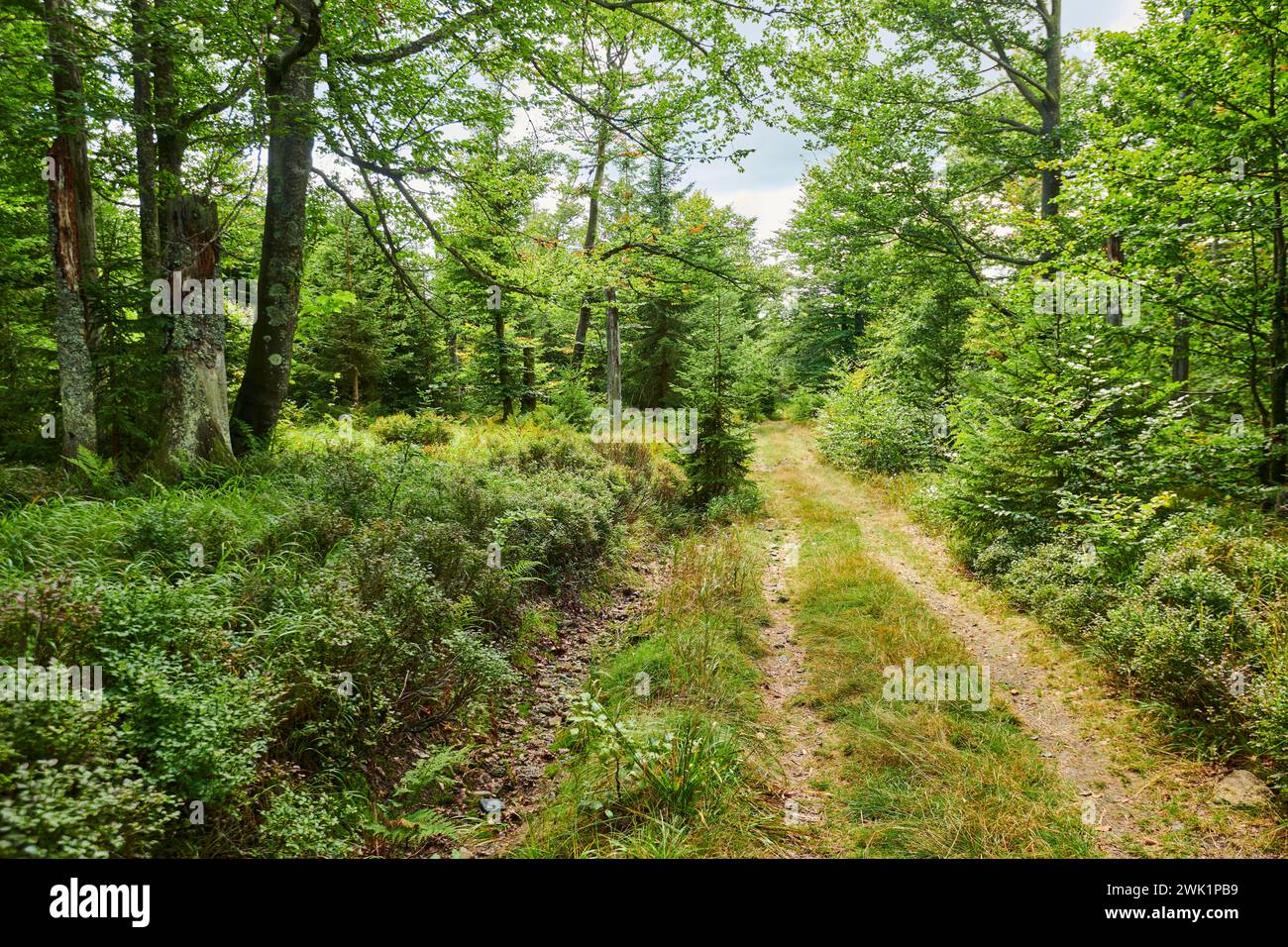 Hiking trail to Mount Lusen in late summer, Bavarian Forest, Bavaria ...