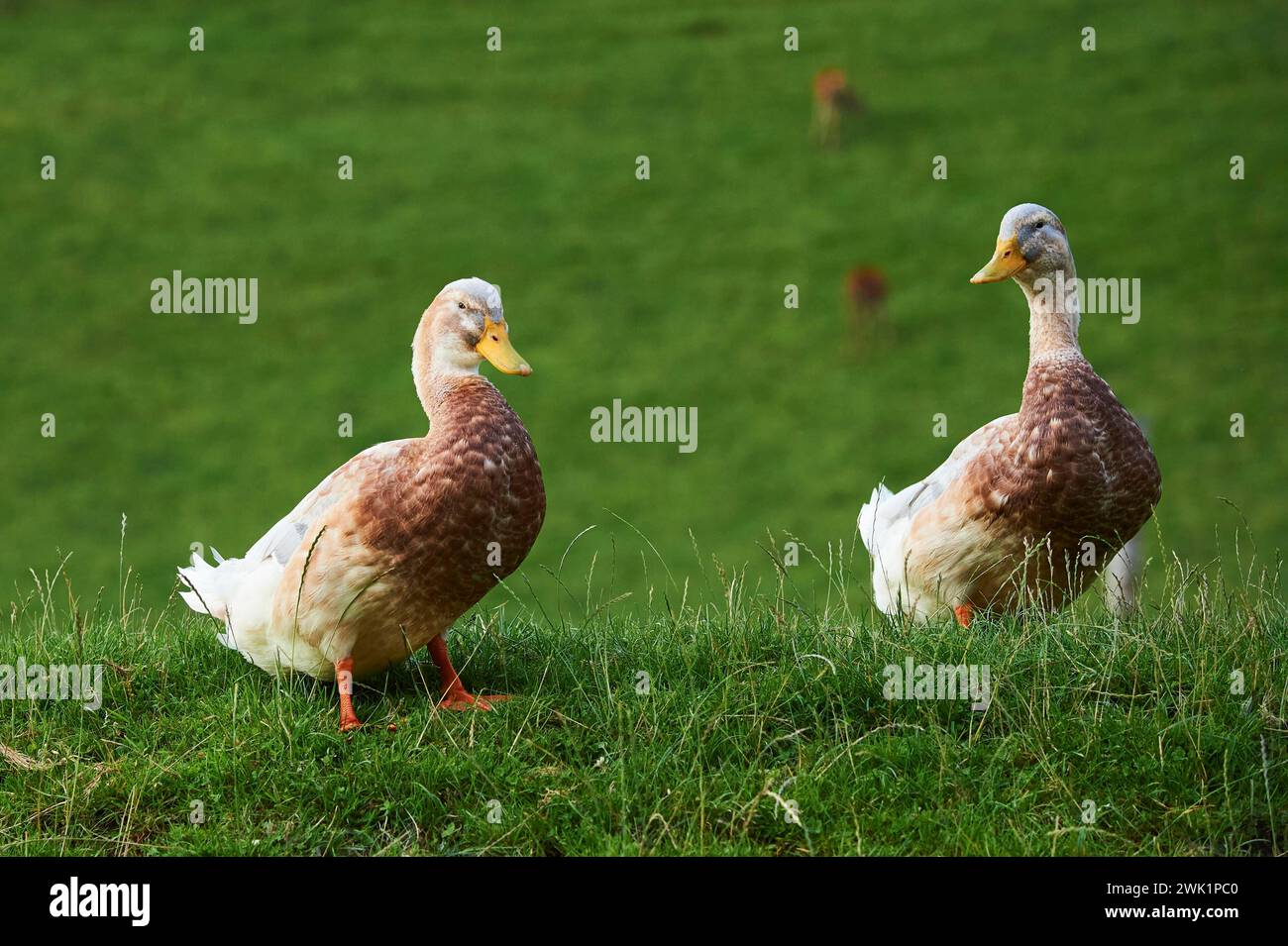 Domestic duck (Anas platyrhynchos domesticus), standing on a meadow ...