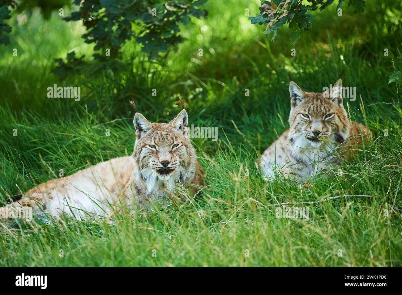 Eurasian lynx (Lynx lynx) lying in the grass under a tree, Wildpark ...