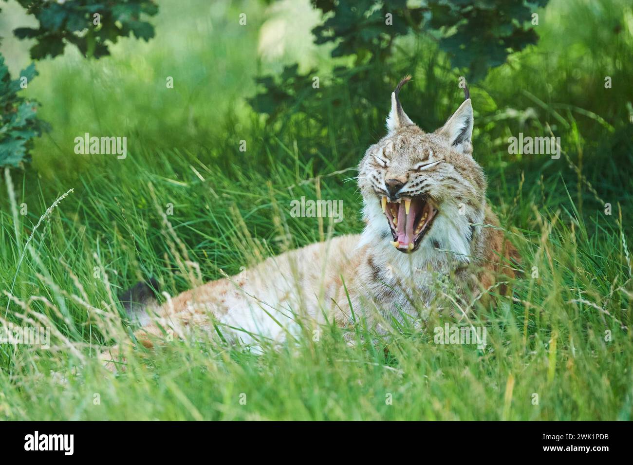 Eurasian lynx (Lynx lynx) lying in the grass under a tree, Wildpark ...