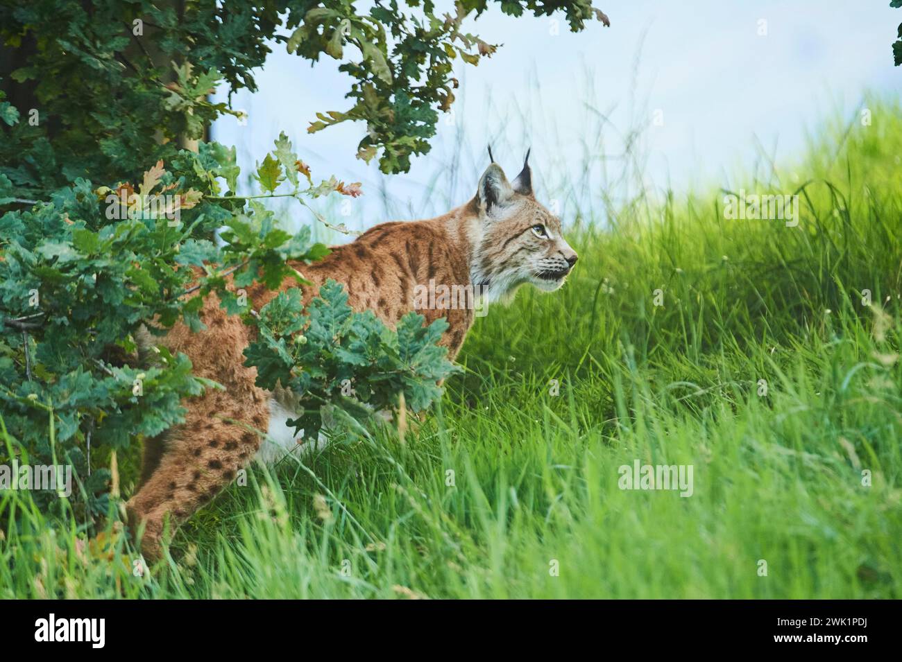 Eurasian lynx (Lynx lynx) standing in the grass under a tree, Wildpark ...