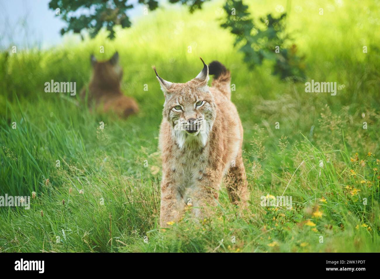 Eurasian lynx (Lynx lynx) walking in the grass under a tree, Wildpark ...