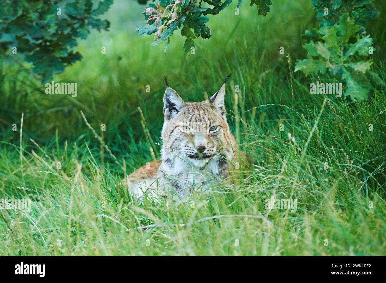 Eurasian lynx (Lynx lynx) lying in the grass under a tree, Wildpark ...