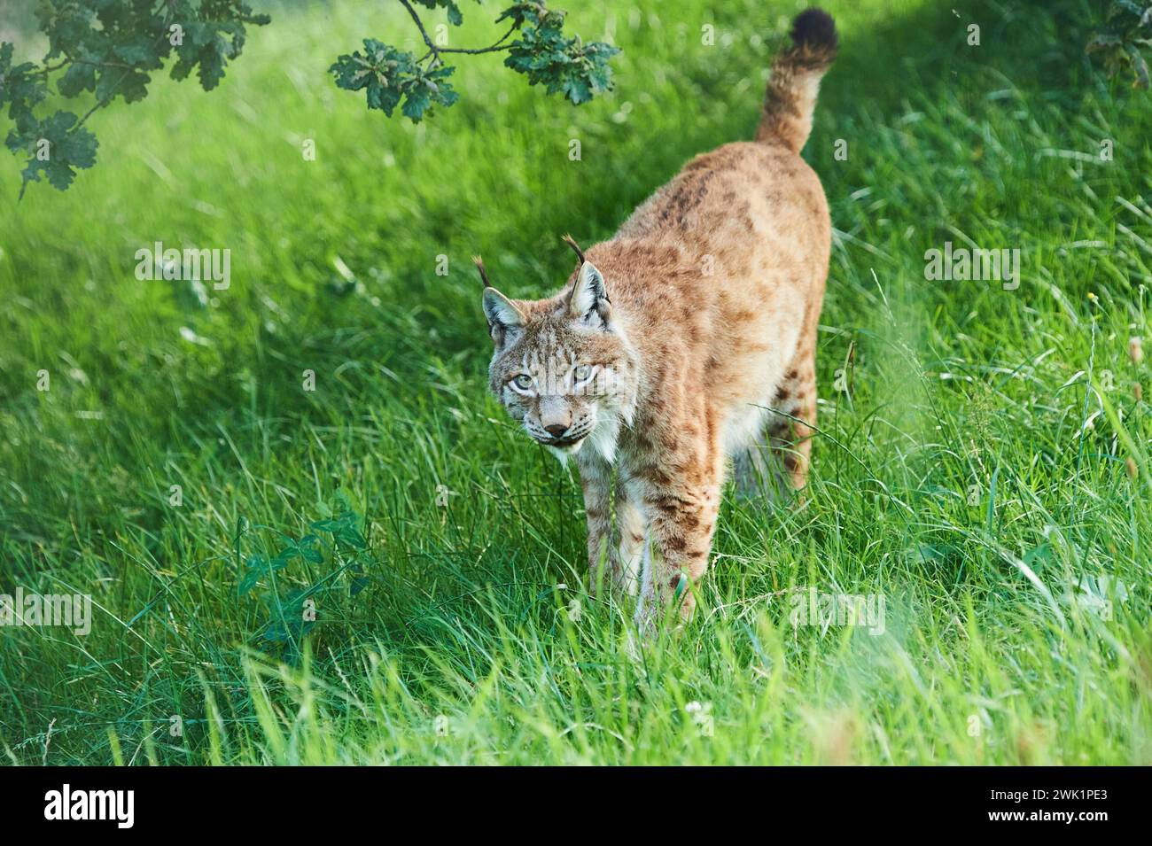 Eurasian lynx (Lynx lynx) walking through the grass, Wildpark Aurach ...