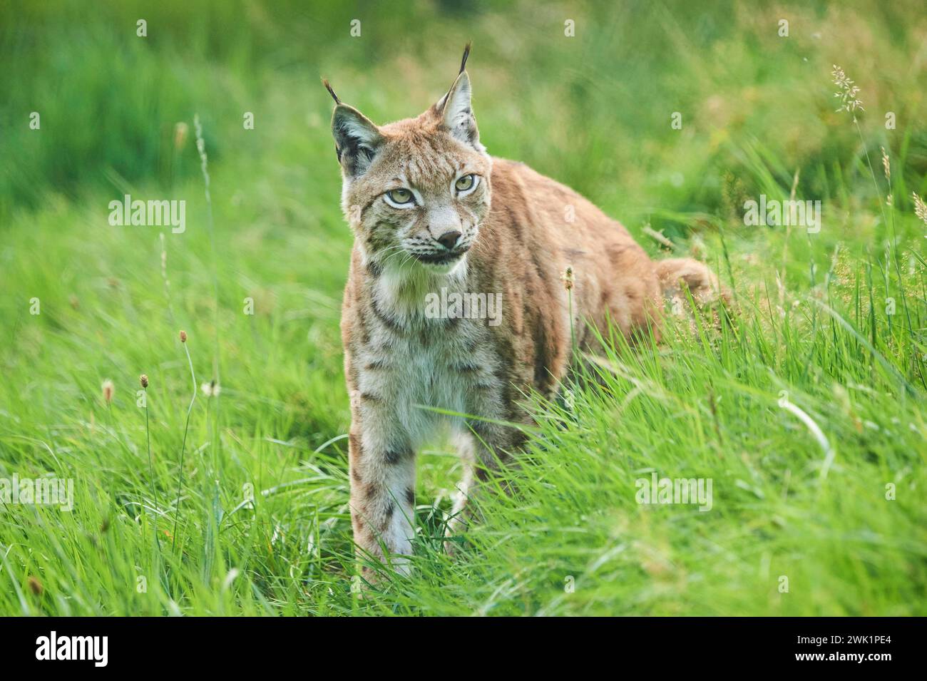 Eurasian lynx (Lynx lynx) walking through the grass, Wildpark Aurach ...