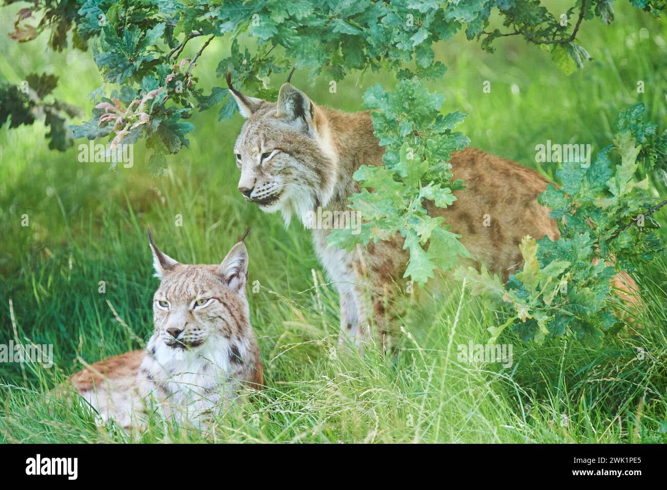 Eurasian lynx (Lynx lynx) lying and sitting in the grass under a tree ...