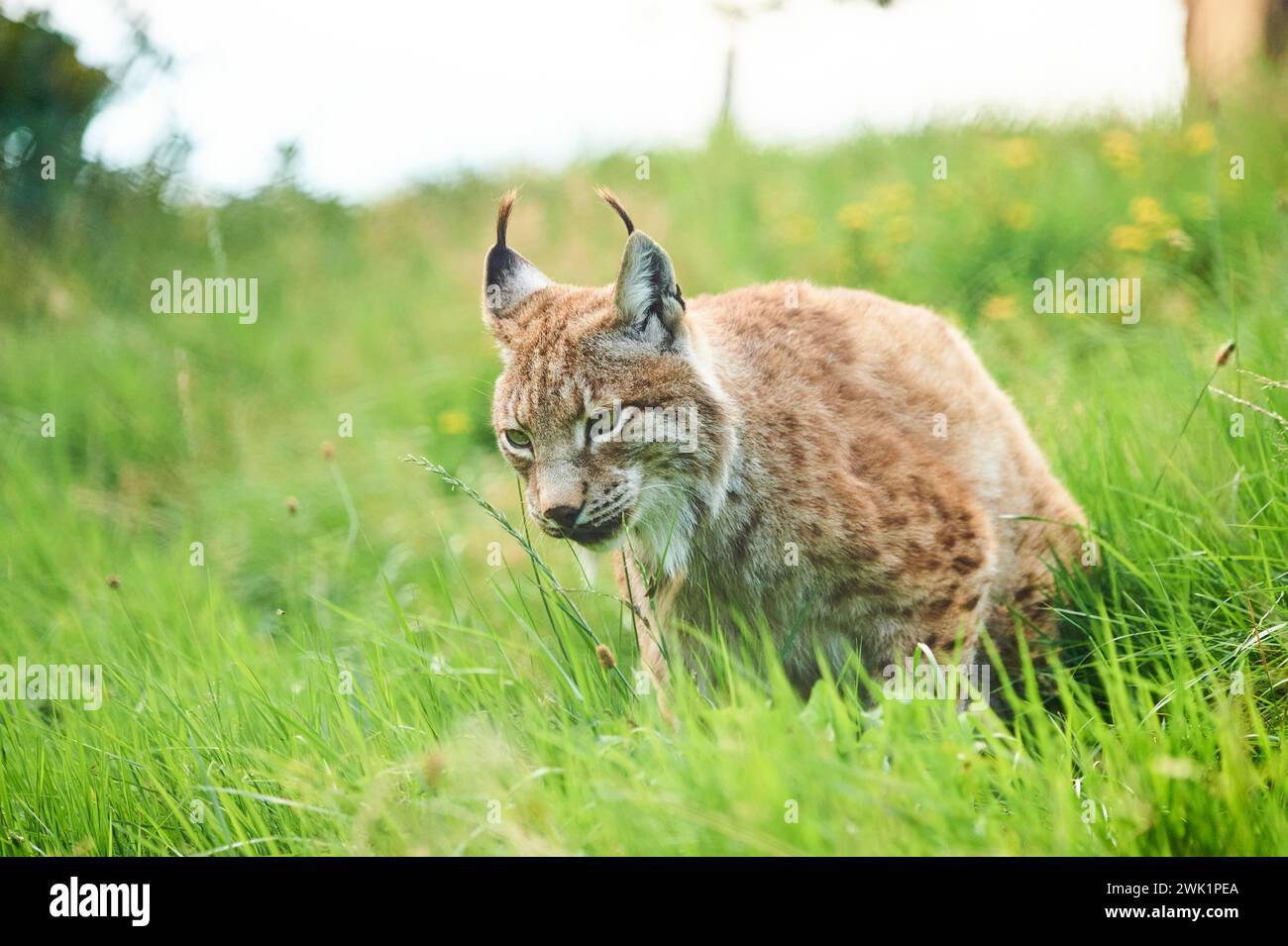 Eurasian lynx (Lynx lynx) sitting in the grass, Wildpark Aurach ...