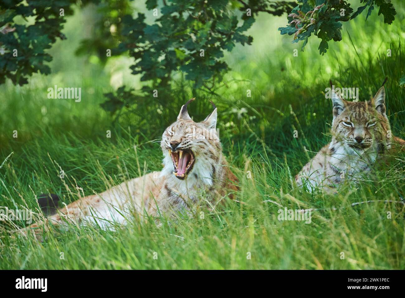 Eurasian lynx (Lynx lynx) lying in the grass under a tree, Wildpark ...