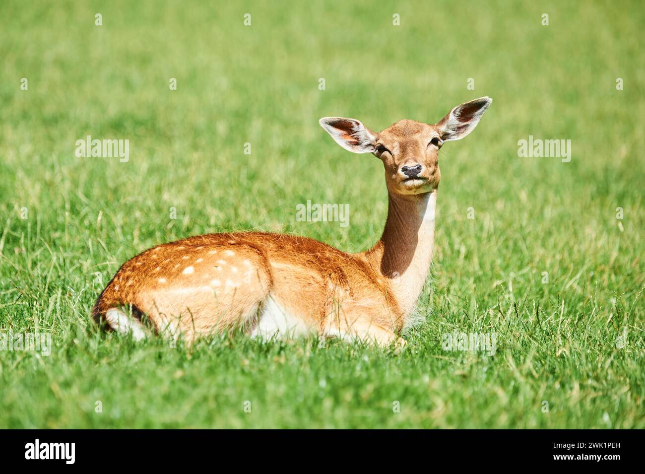 European fallow deer (Dama dama) doe, portrait, Kitzbuehel, Wildpark ...