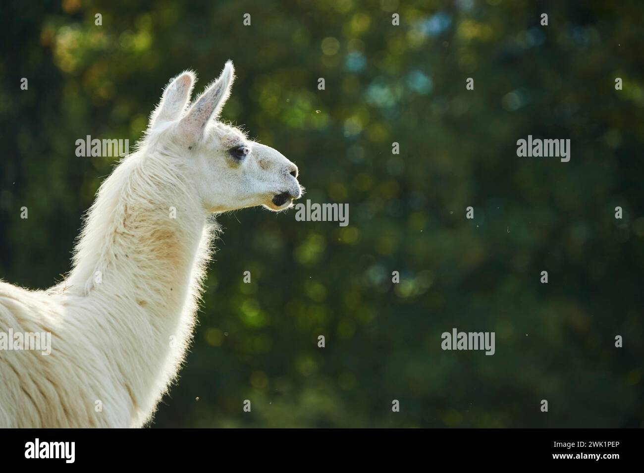 Llama looking at the camera hi-res stock photography and images - Alamy