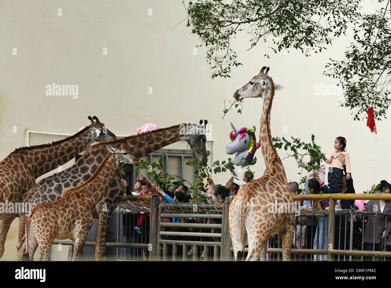 Tourists feed giraffes in a zoo in Nanning city in south China's ...