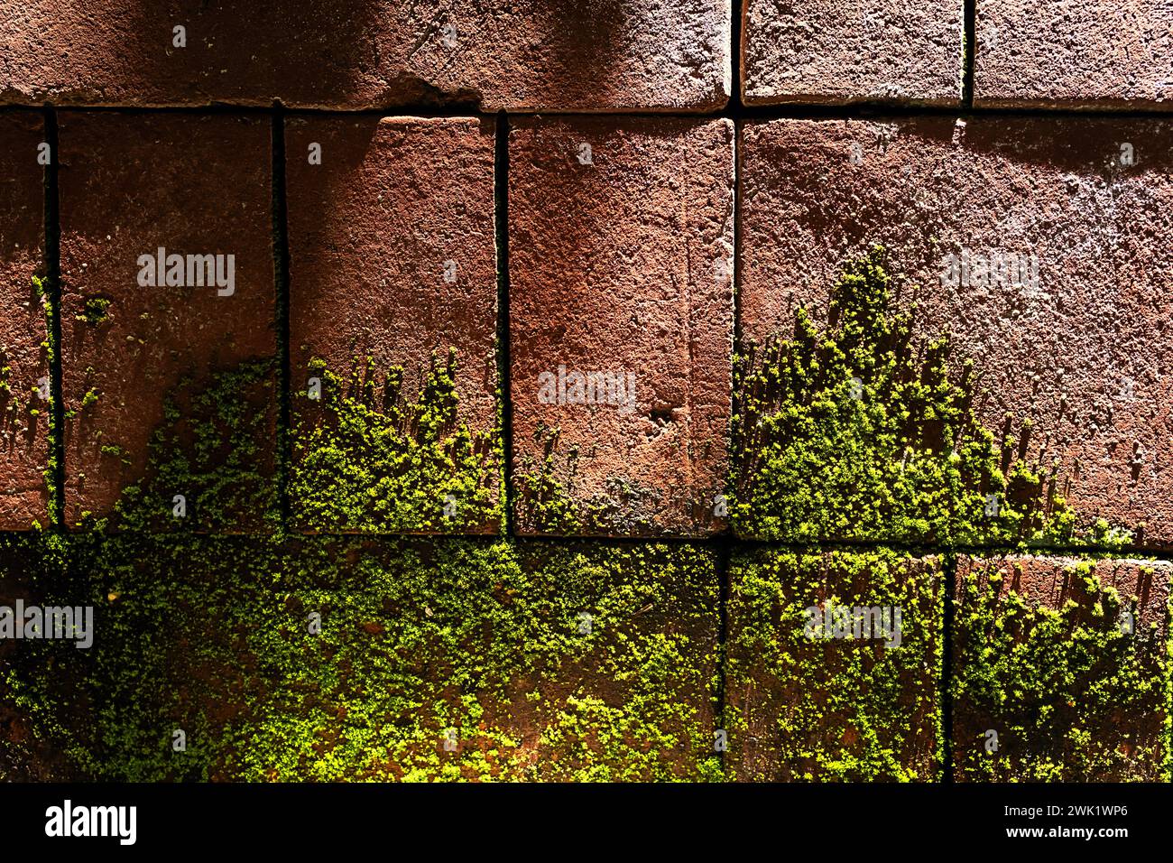 Moss on brick wall in sunlight. Mossy bricks backgrounds Stock Photo ...