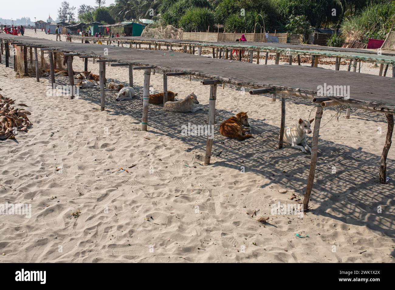 Ownerless dogs roam on the sea beach at the Saint Martin Island. Cox's ...