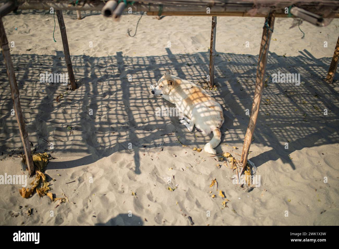 Ownerless dogs roam on the sea beach at the Saint Martin Island. Cox's ...