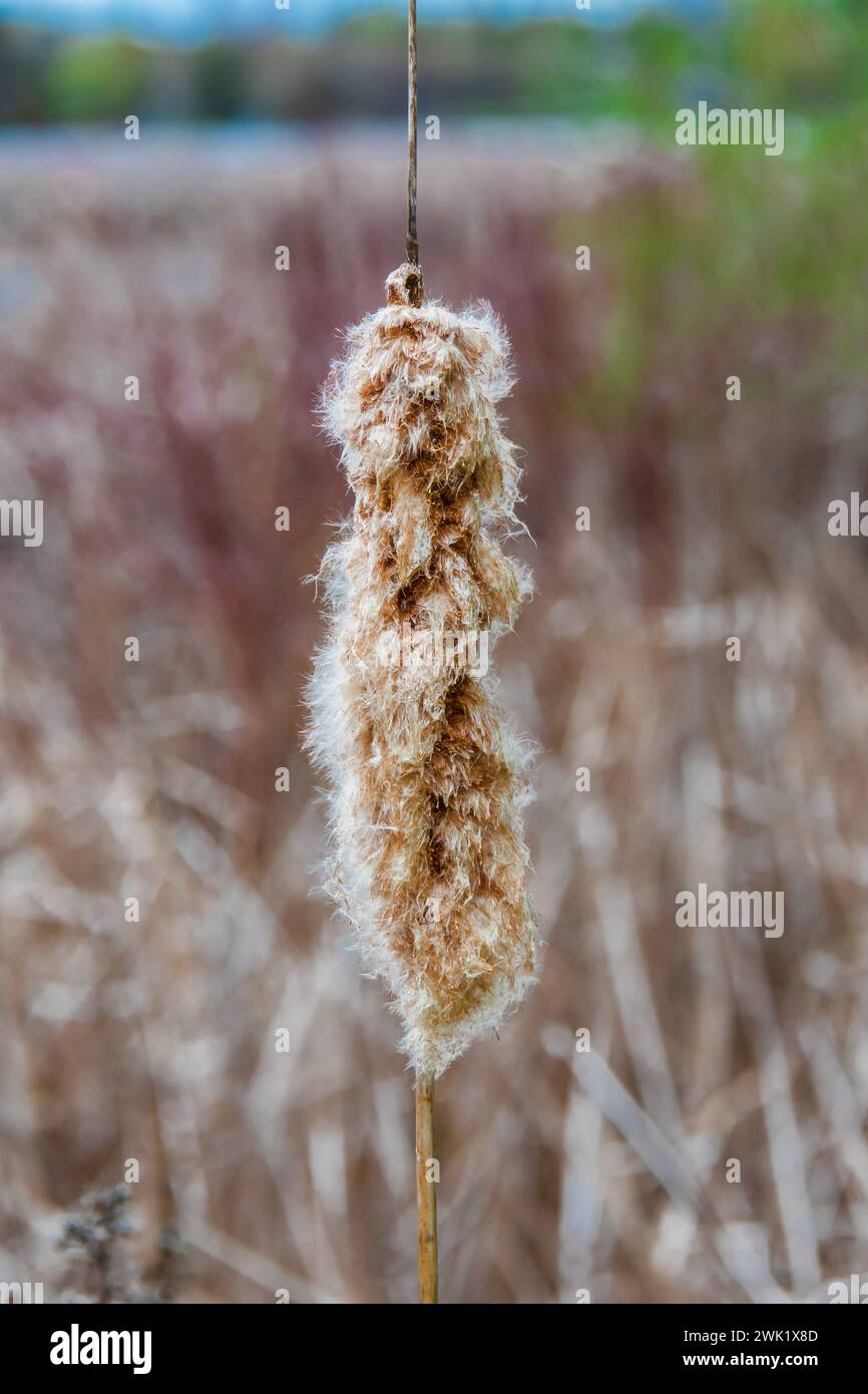 Cattail plant hi-res stock photography and images - Alamy