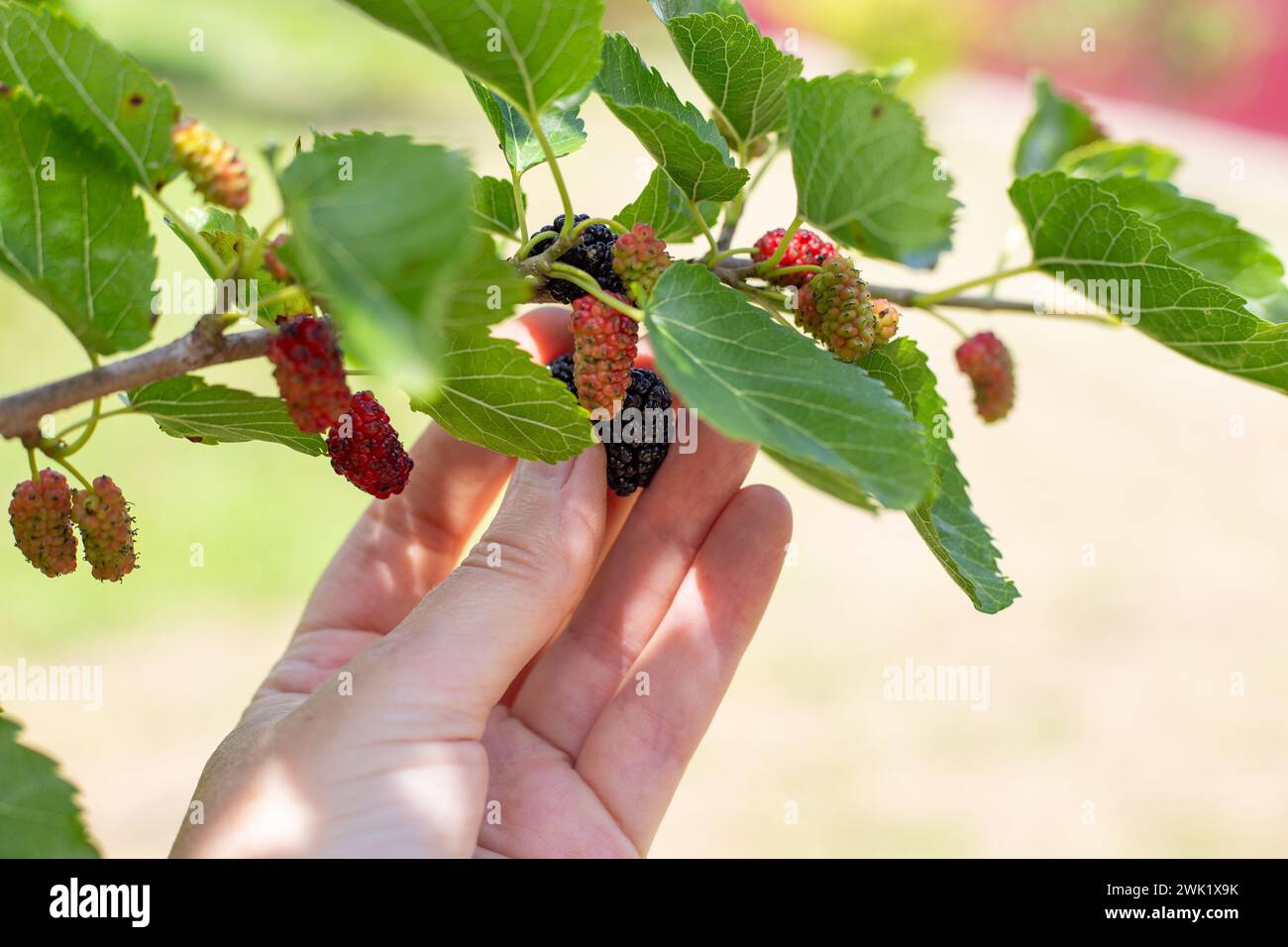 A woman picks a ripe black mulberry. Harvesting berries in the garden ...