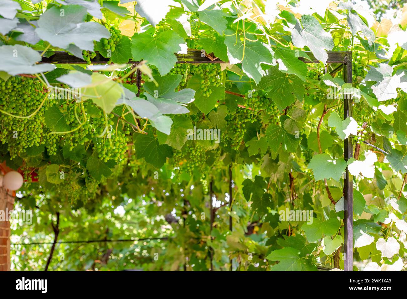Green growing Isabella grapes on an iron trellis. Grape arbor Stock ...