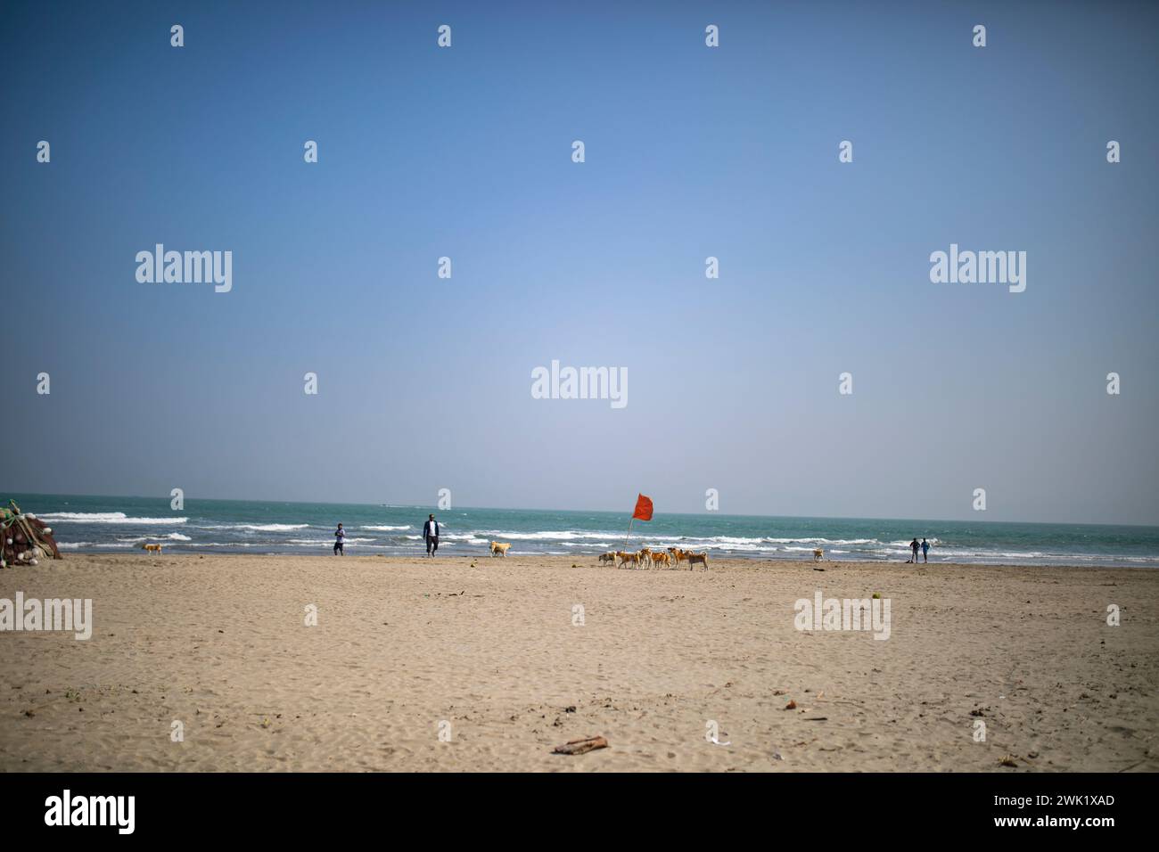 Ownerless dogs roam on the sea beach at the Saint Martin Island. Cox's ...