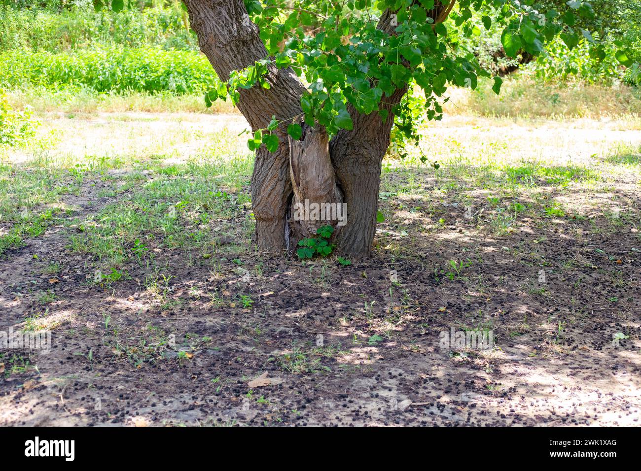 An old thick mulberry tree with fallen berries. Mulberry harvest Stock ...