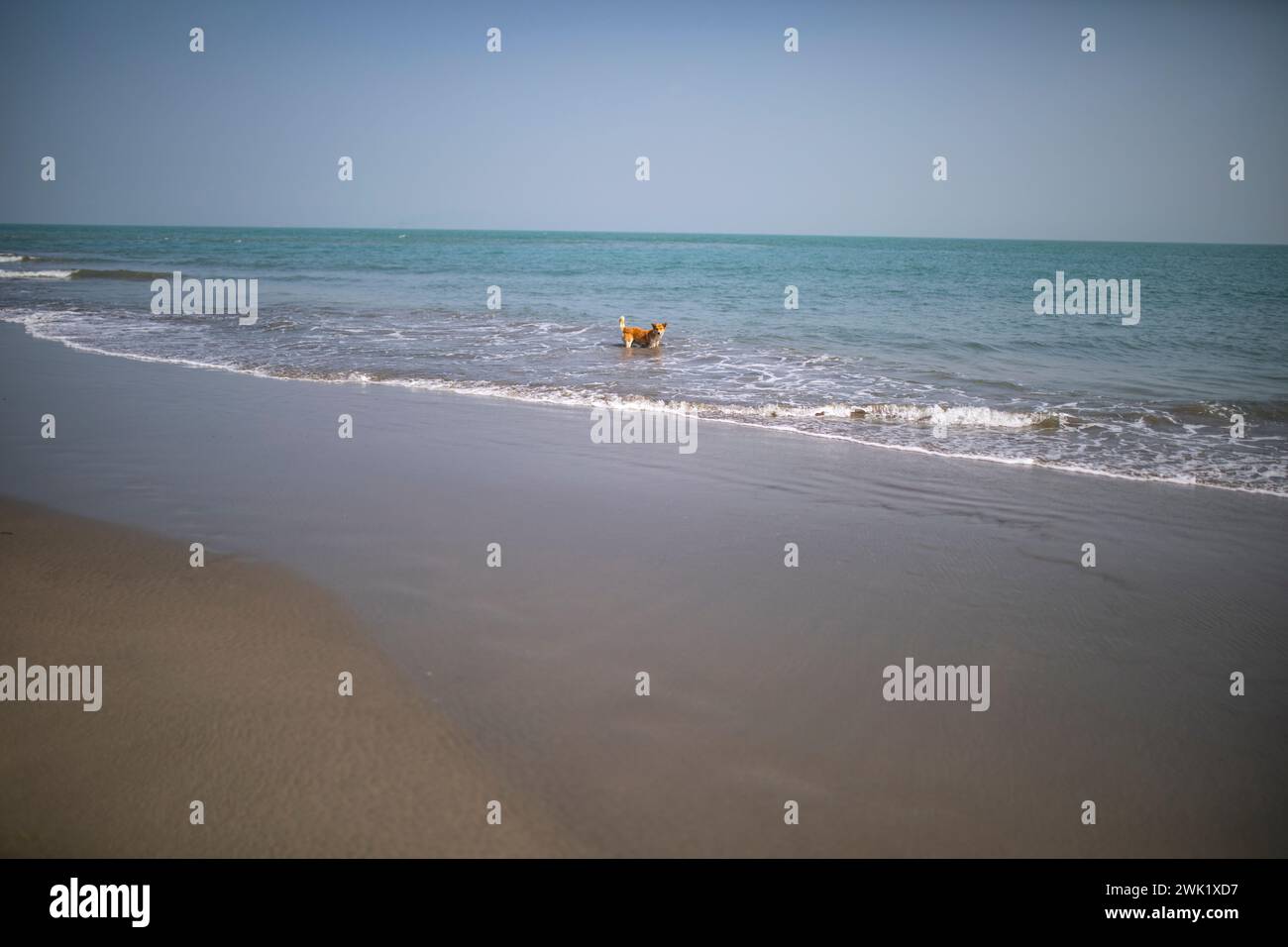 Ownerless dogs roam on the sea beach at the Saint Martin Island. Cox's ...