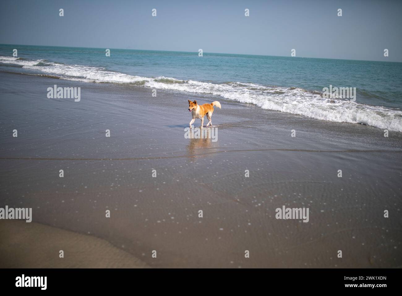Ownerless dogs roam on the sea beach at the Saint Martin Island. Cox's ...