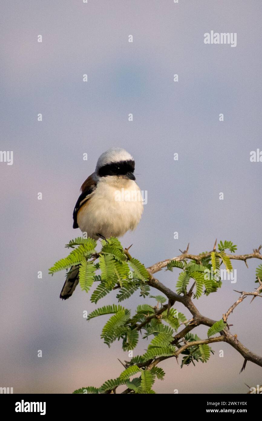 A beautiful Bay-backed Shrike sitting on a tree branch at Bhigwan Bird ...