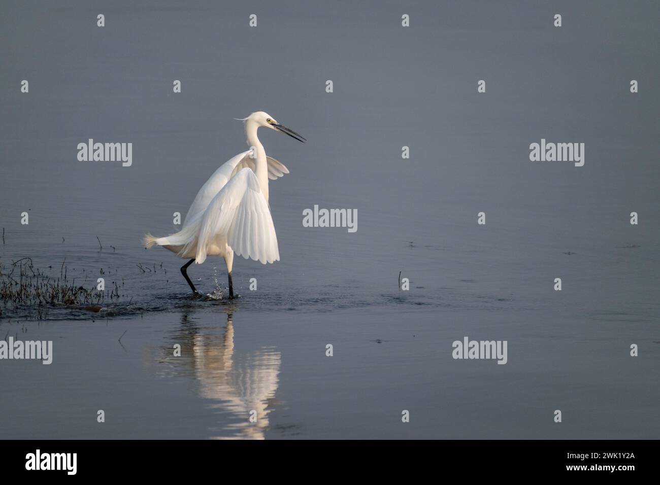 A beautiful Little Egret wading in the water at Bhigwan Bird Sanctuary ...