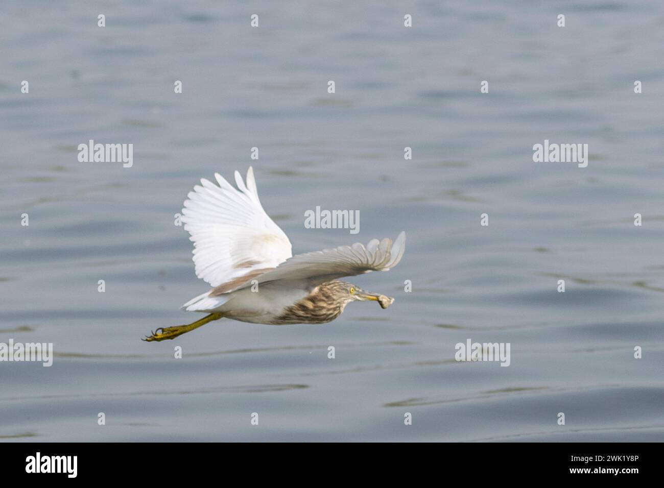 A beautiful Indian Pond Heron flying against clear water at Bhigwan ...