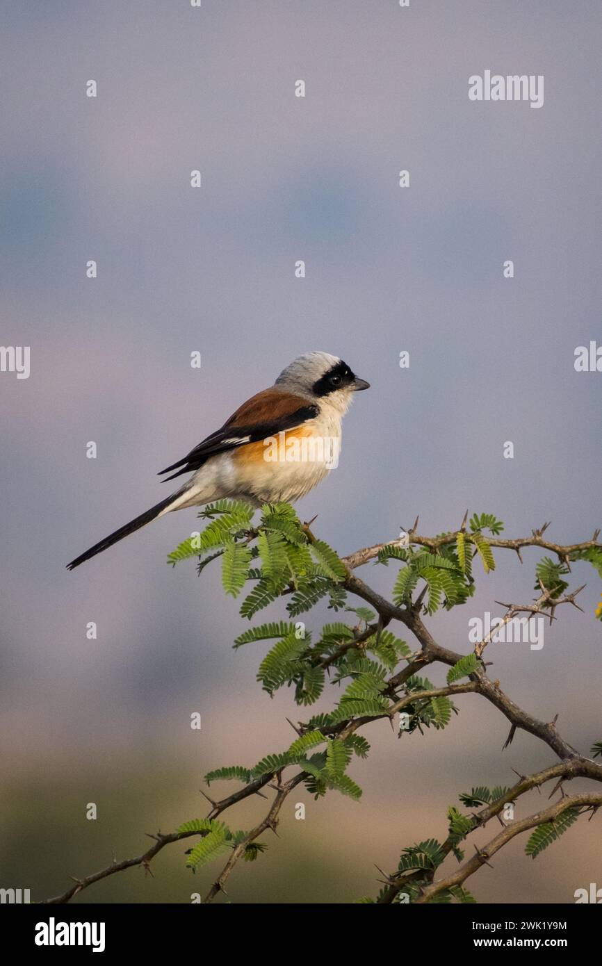 A beautiful Bay-backed Shrike sitting on a tree branch at Bhigwan Bird ...