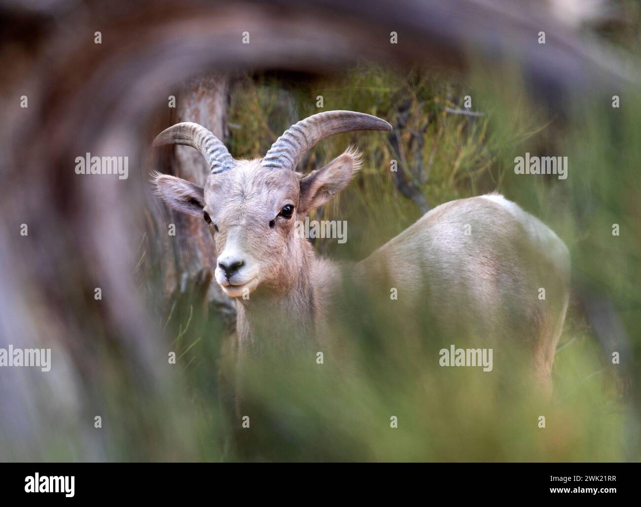 Bighorn Sheep (Ovis Canadensis nelsoni), Zion National park, Utah Stock ...