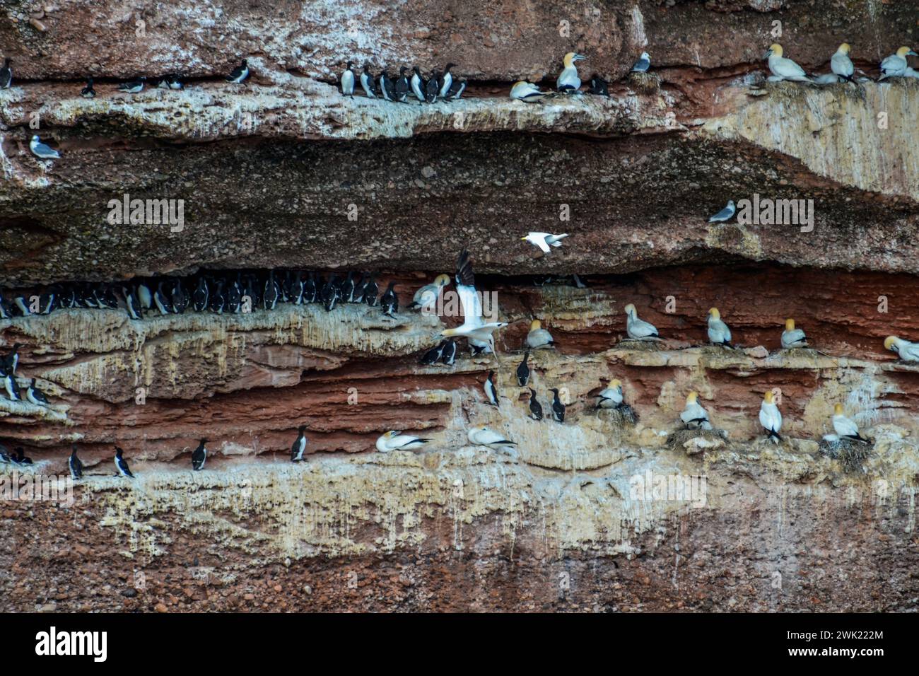 Bird colonies nestled in ledges of cliffs Stock Photo - Alamy