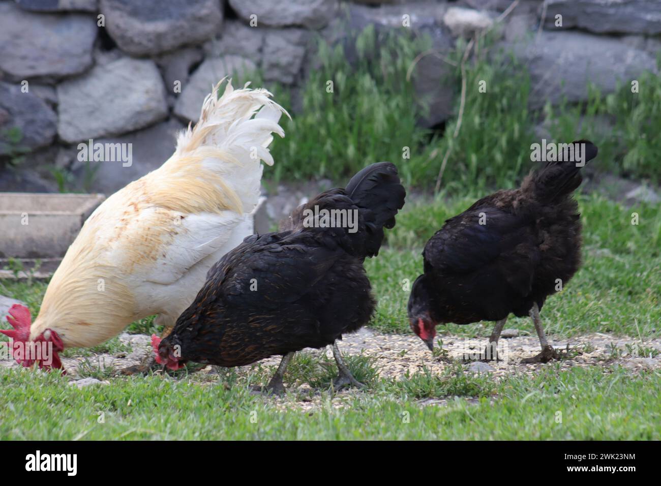 Chickenforaging hi-res stock photography and images - Alamy