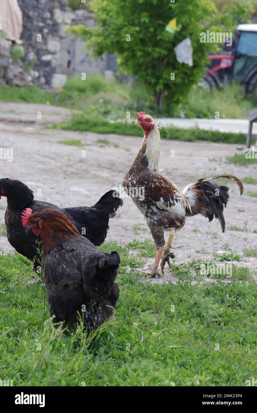 Chickenforaging hi-res stock photography and images - Alamy