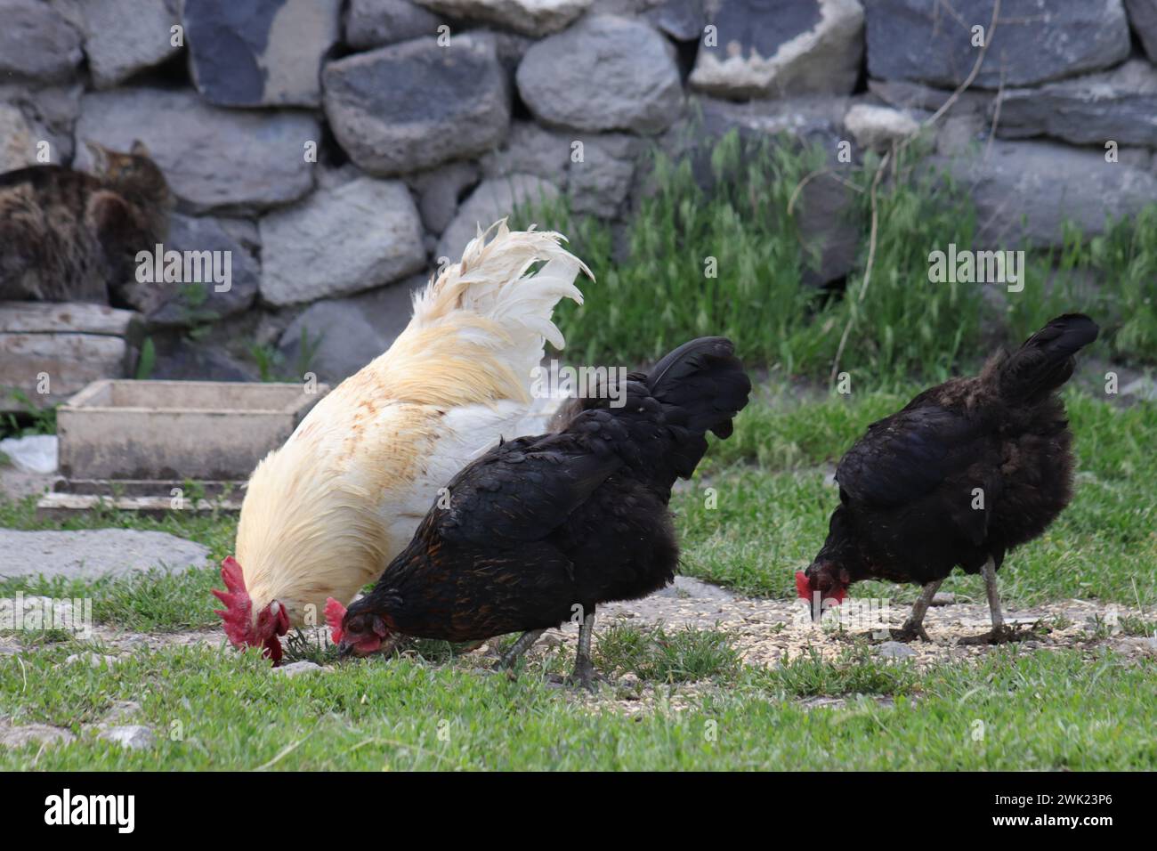 Poultrycare hi-res stock photography and images - Alamy