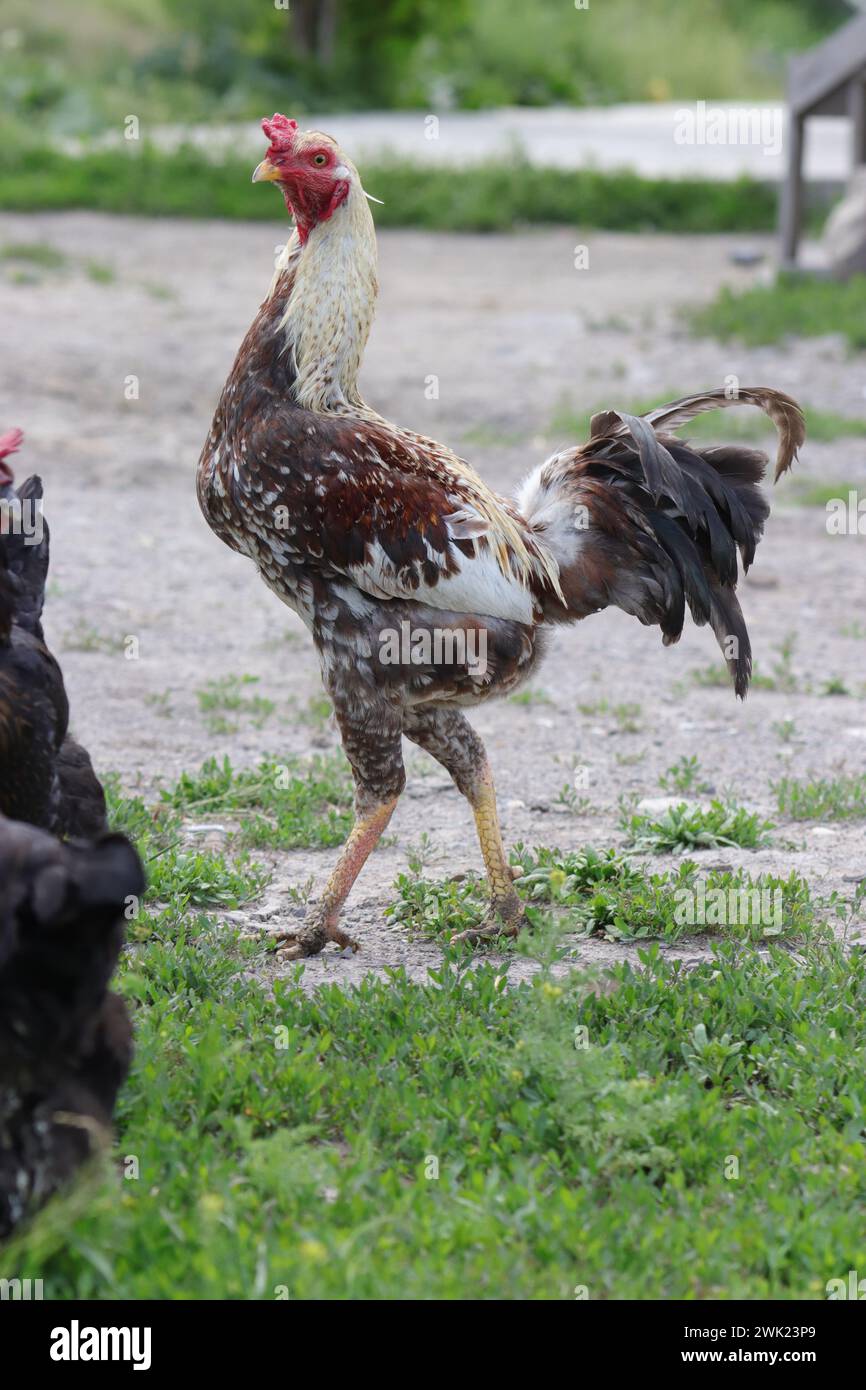 Poultrycare hi-res stock photography and images - Alamy