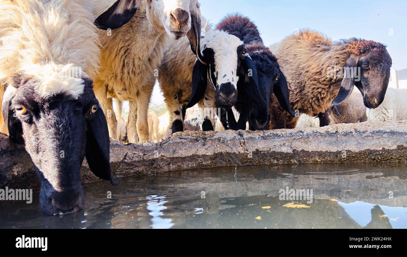 Lamp sheep drinking water in hi-res stock photography and images - Alamy